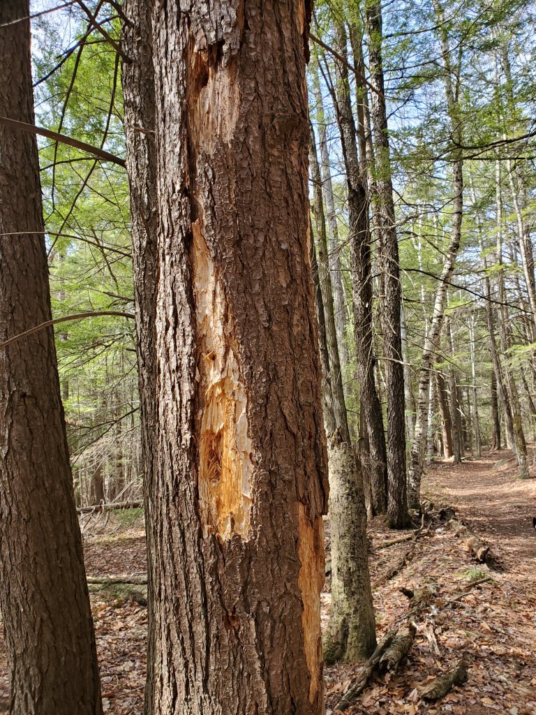 HARRIS CENTER: Hiroshi Loop trail – Miki's Picks