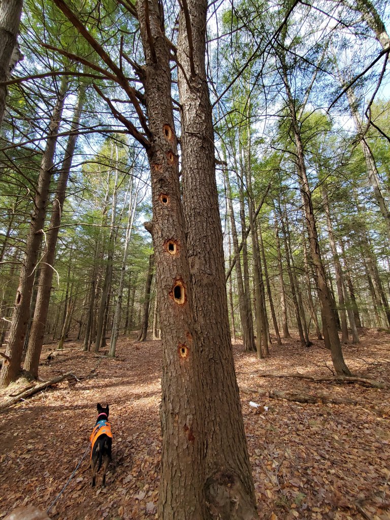 HARRIS CENTER: Hiroshi Loop trail – Miki's Picks